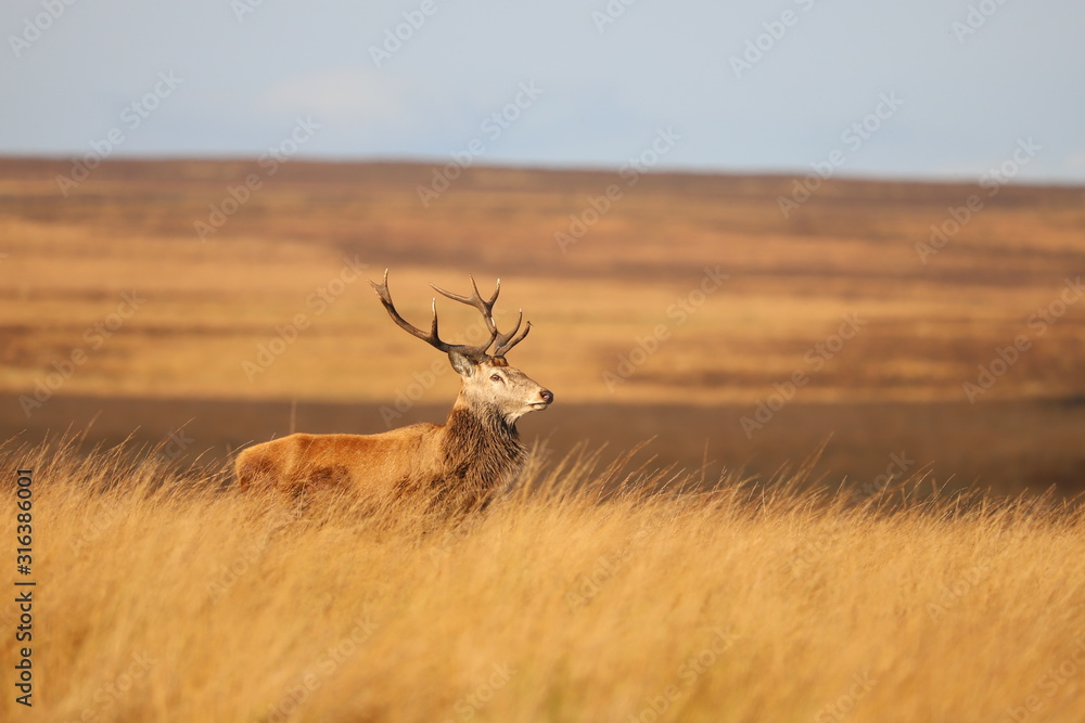 stag peak district national park Stock Photo | Adobe Stock
