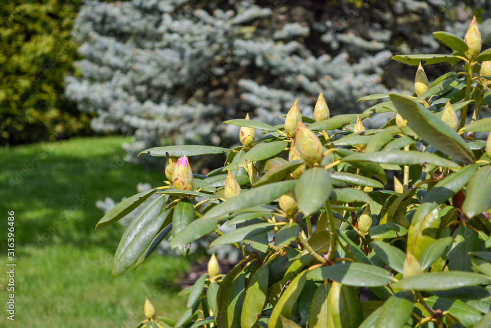 Pink Azalea in the flower garden. Rhododendron bud in a outdoor ...