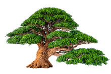 Bonsai Tree Free Stock Photo - Public Domain Pictures