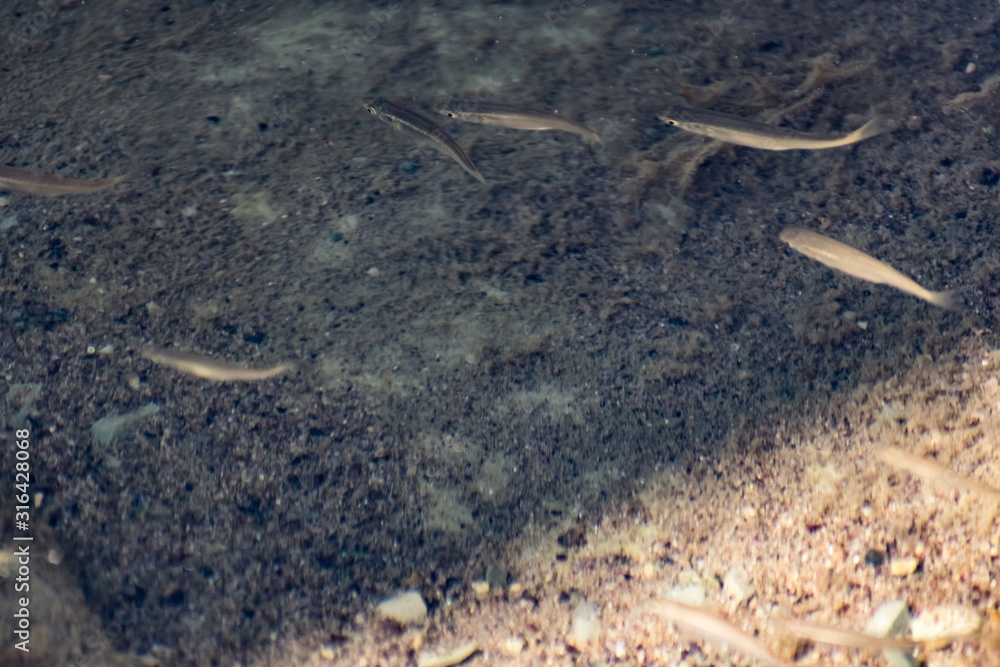 Foto de Stock Small, nimble and bright-eyed sea fish swim in the sea ...