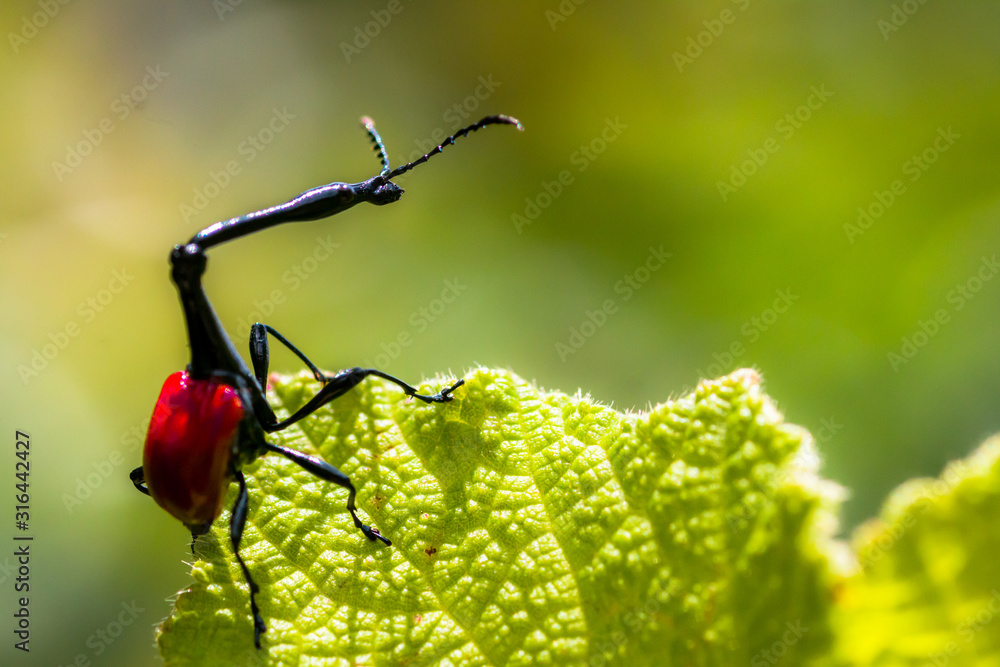 Male Giraffe Beetle/ Weevle (Trachelophorus giraffa) Close Up/Macro in ...