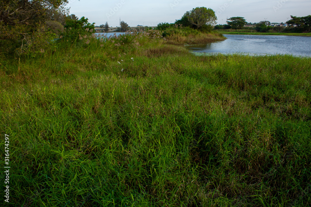 Kaveri river bank seen from Brindavan gardens bridge in KRS Dam, Mysore ...