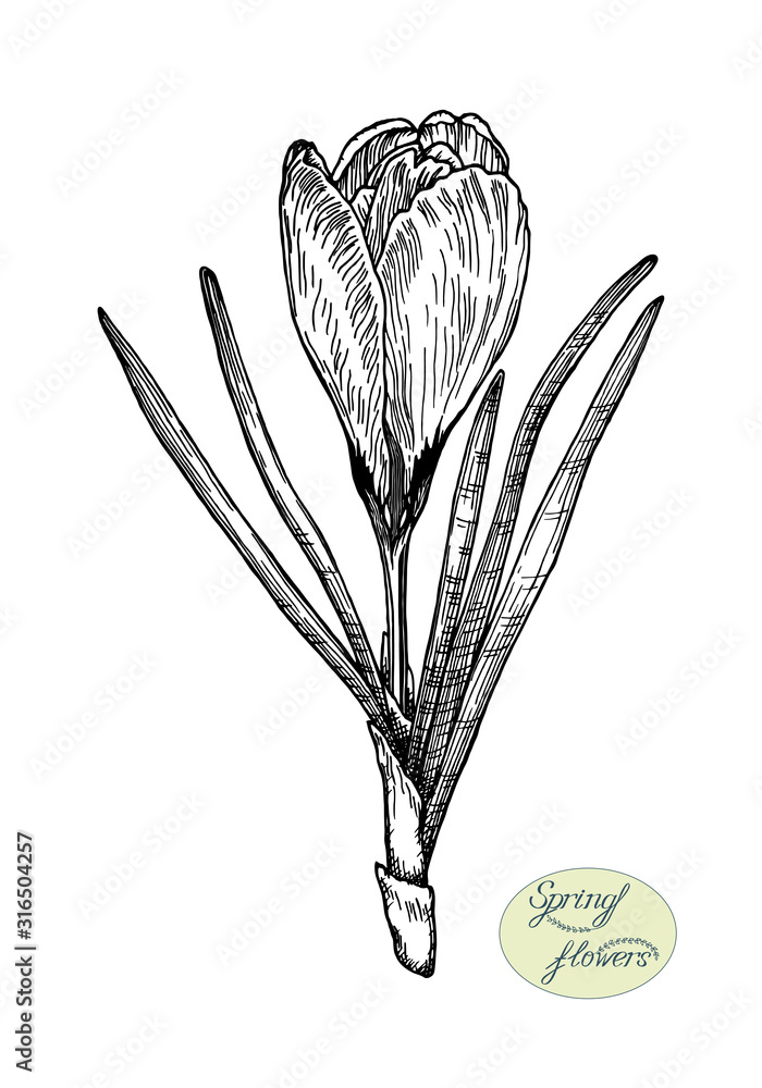 Crocus flower isolated on white background. Hand drawn black outline ...