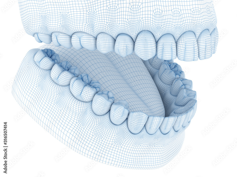 Morphology of mandibular human gum and teeth. Wire 3d model ...