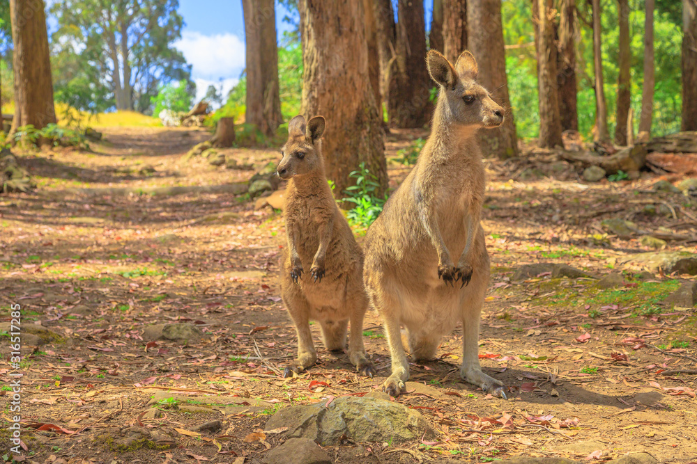 Two kangaroos, Macropus rufus, standing upright in the Tasmanian ...