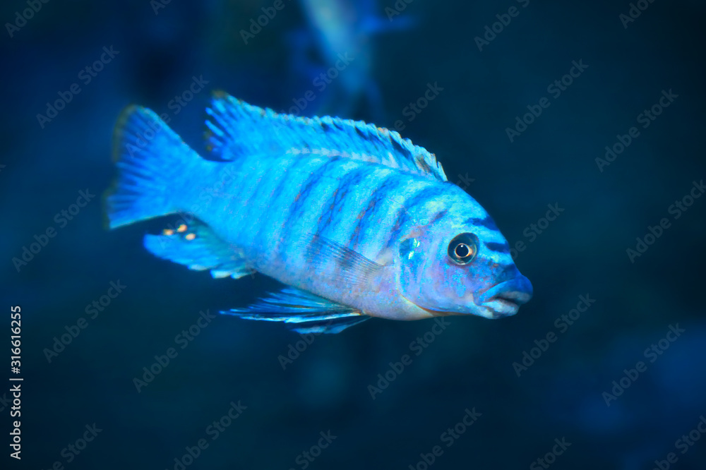 Freshwater aquarium fish- Electric Blue Hap (Sciaenochromis ahli ...