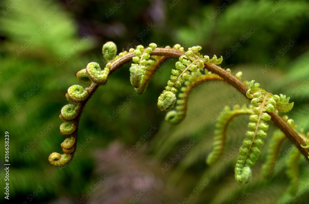 SIlver Fern growing process in nature. .A symbol for Maori culture ...