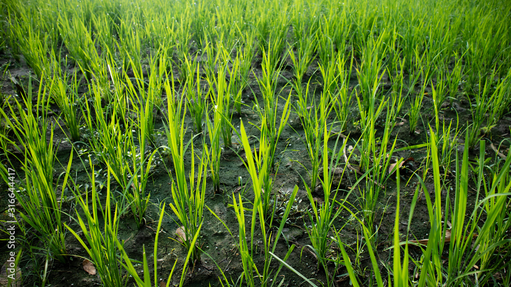 Green rice plants in the rice fields. The rainy season has come ...