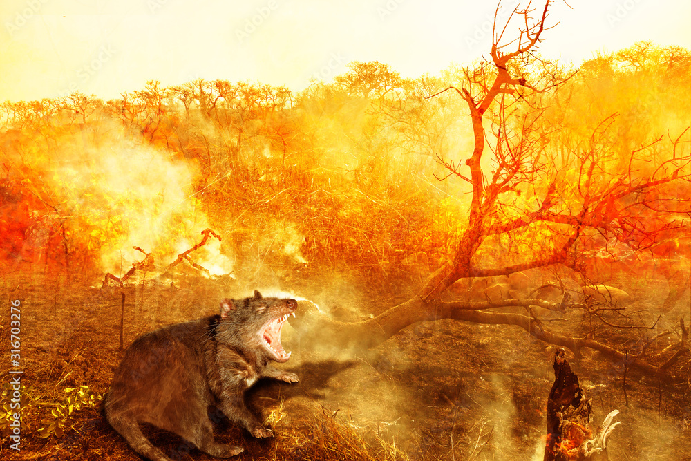 Australian wildlife in bushfire of Tasmania. Tasmanian devil with fire ...