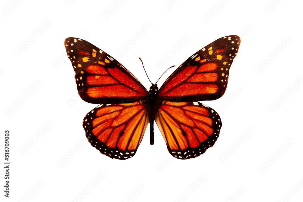 Beautiful orange butterfly isolated on a white background. Danaida ...