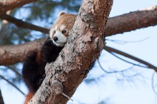 Lazy Red Panda Free Stock Photo - Public Domain Pictures