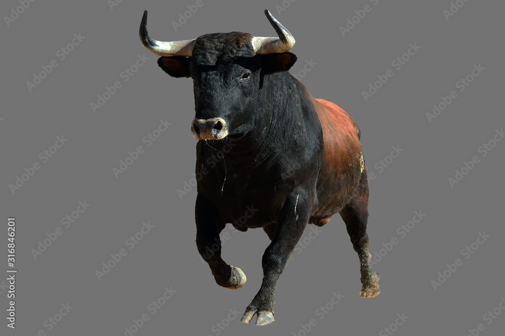 toro Stock Photo | Adobe Stock