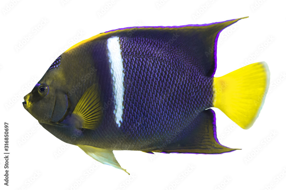 Tropical coral fish King Angelfish (Holocanthus passer) isolated on ...