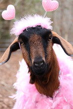 Valentine Goat Free Stock Photo - Public Domain Pictures
