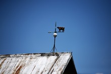 Cow On Roof Free Stock Photo - Public Domain Pictures