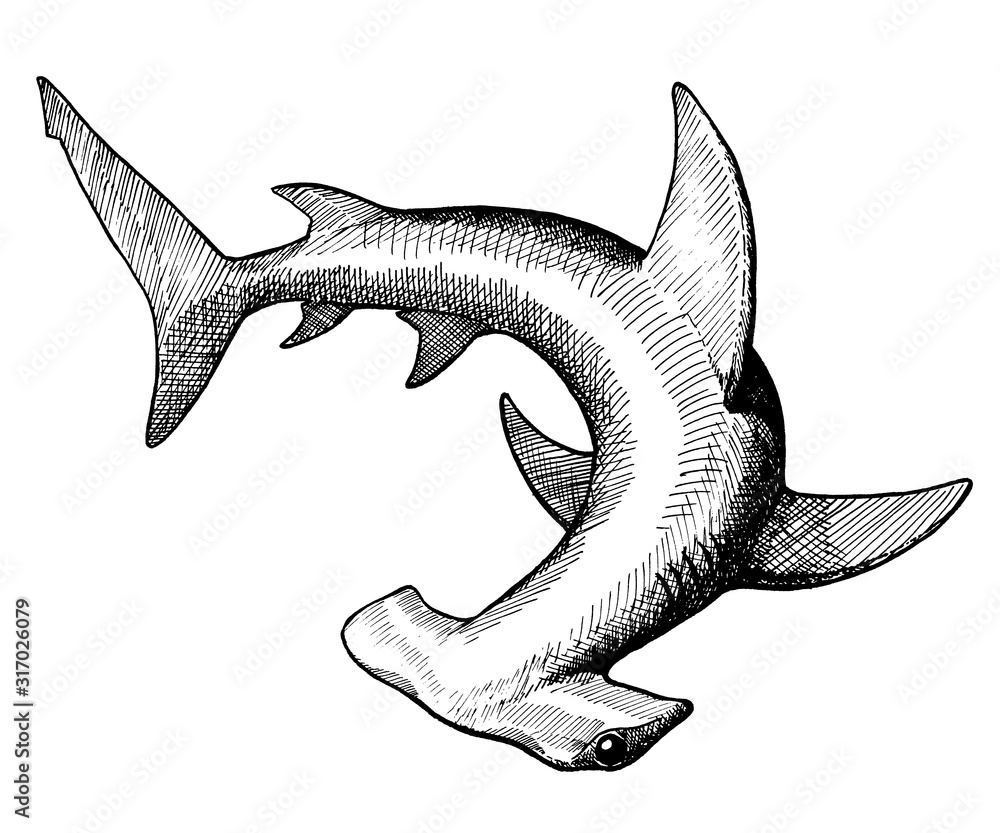 hammer fish, vintage black ink hand drawn illustration Stock ...