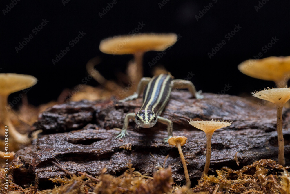Emoia caeruleocauda, (Blue tailed skink) commonly known as the Pacific ...