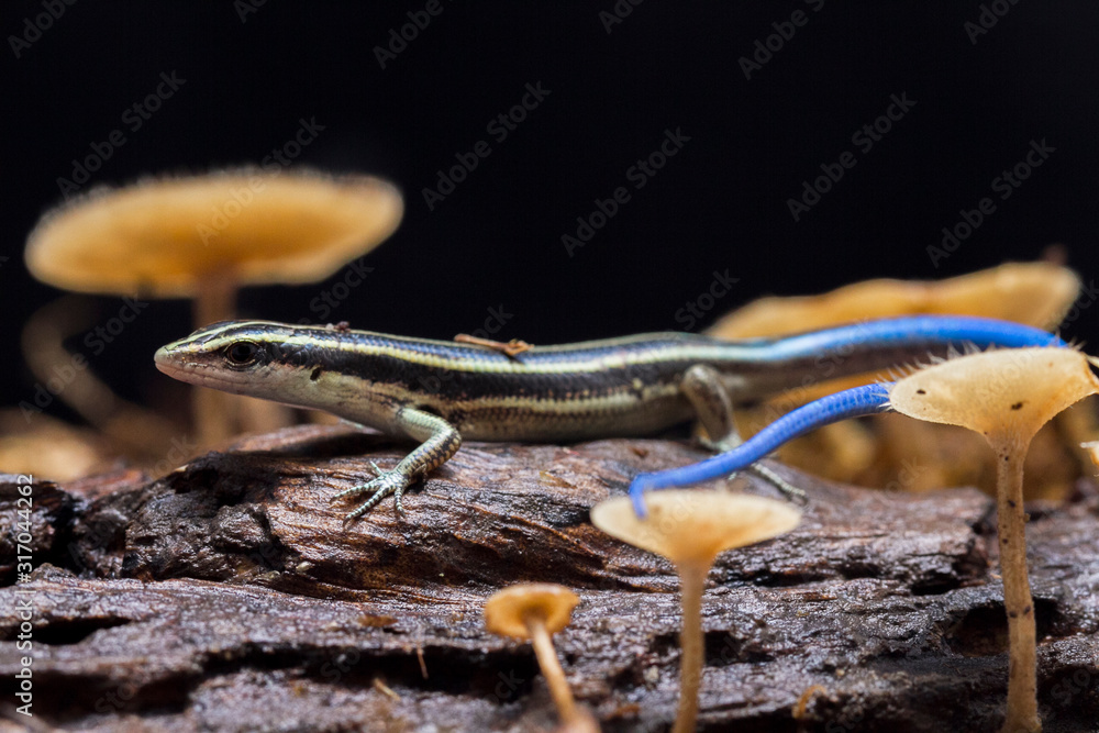 Emoia caeruleocauda, (Blue tailed skink) commonly known as the Pacific ...