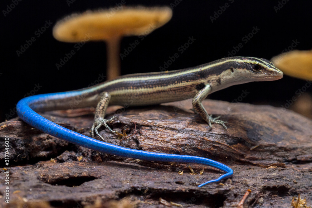 Emoia caeruleocauda, (Blue tailed skink) commonly known as the Pacific ...