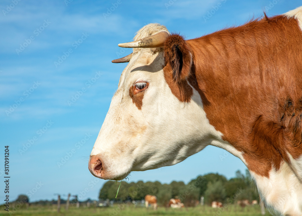 Portrait profil of a cow head with horns, breed of cow cattle called ...