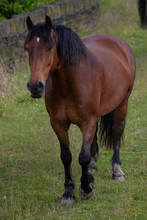 Brown Horse Walking Free Stock Photo - Public Domain Pictures