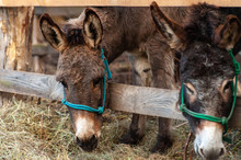 Donkey Eating Treats Free Stock Photo - Public Domain Pictures