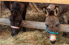 Donkey Eating Treats Free Stock Photo - Public Domain Pictures