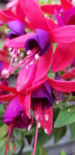 Fuchsia Flowers Free Stock Photo - Public Domain Pictures