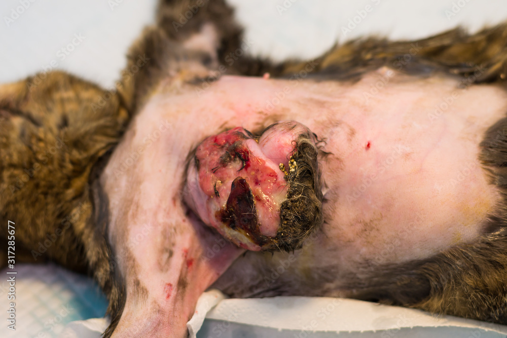 cat with a big tumor on her chest. Mammary gland tumor in cat Stock ...