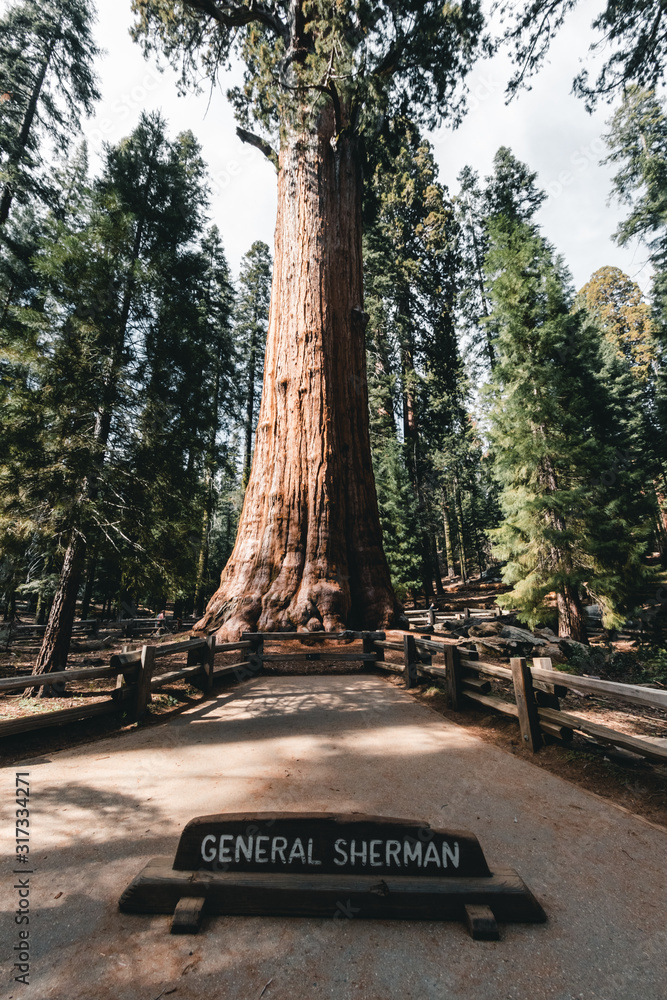 General Sherman is a giant sequoia tree located in the Giant Forest of ...