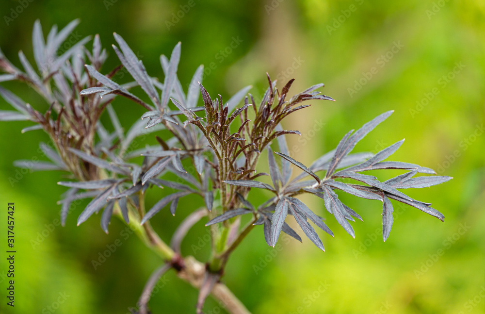 Purple spring leaves of black elder sambucus (Sambucus nigra ...