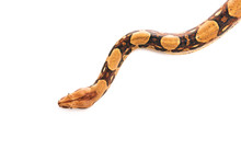 View Of A Snake Free Stock Photo - Public Domain Pictures