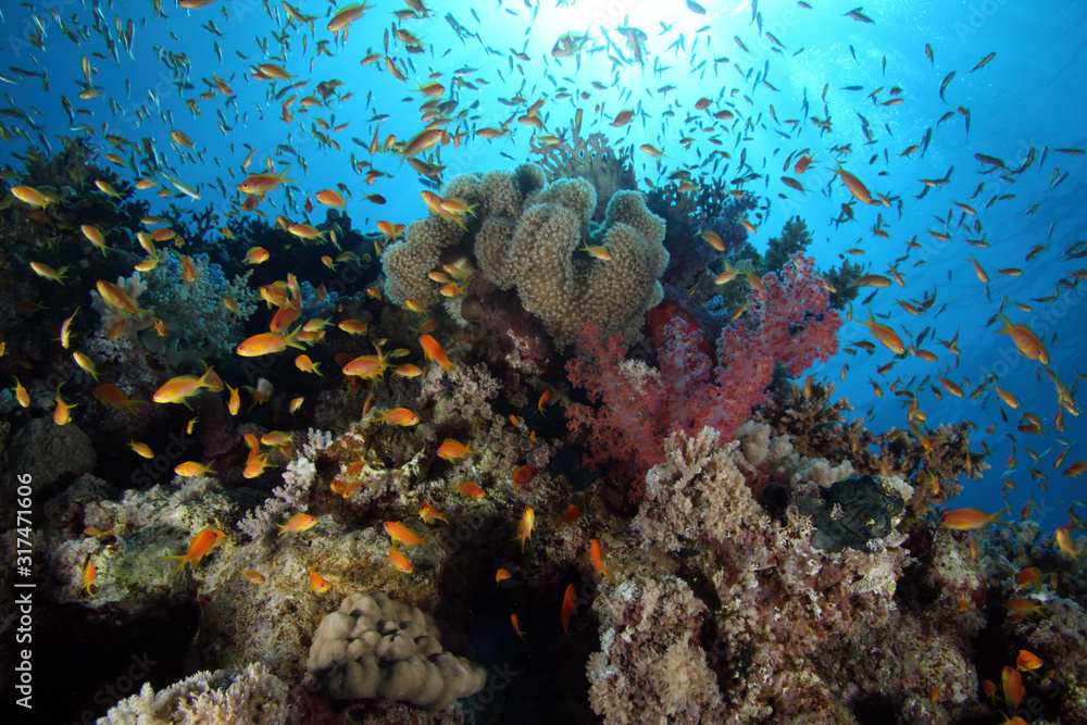 Coral Reef Saudi Arabia Stock Photo | Adobe Stock