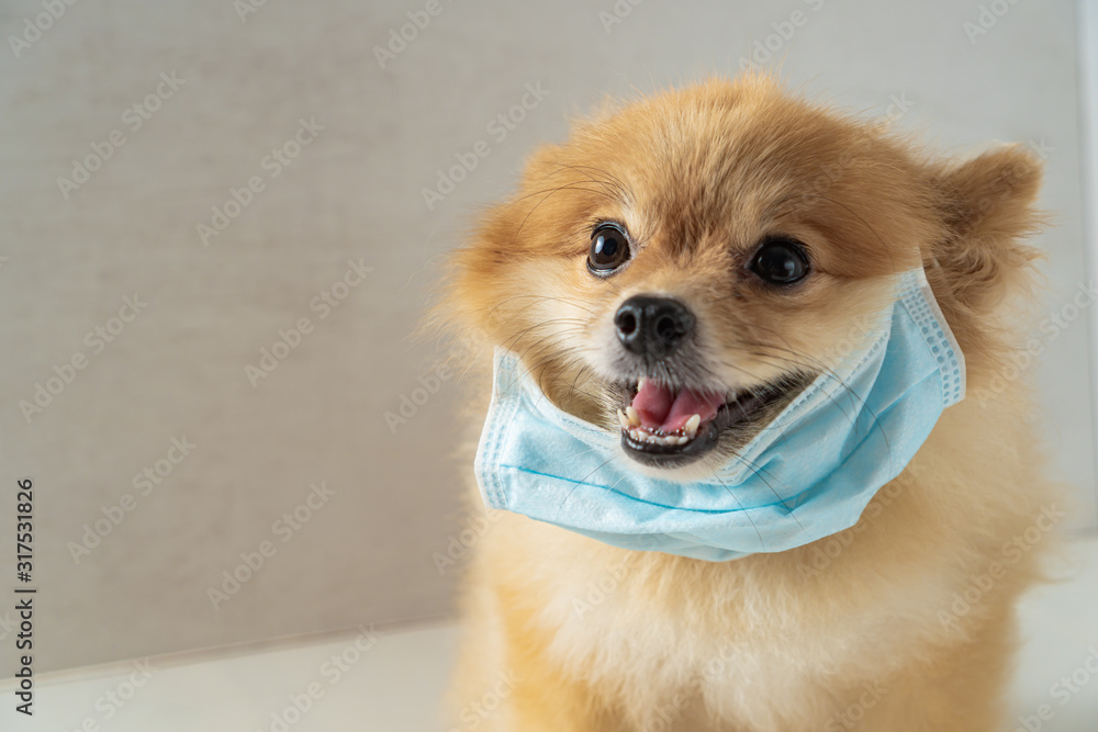 Dog wearing air pollution mask for protect dust PM2.5,Pomeranian, small ...