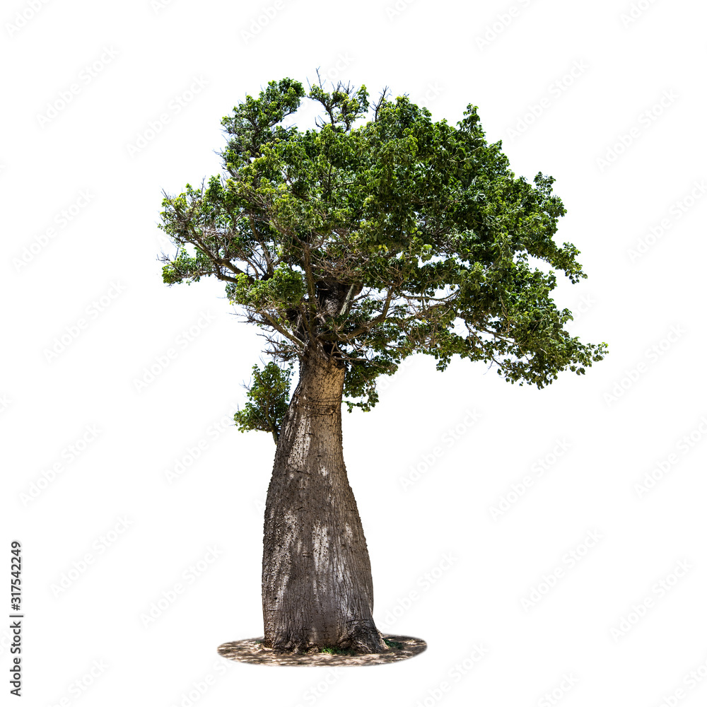 big bottle tree isolated on white background Stock Photo | Adobe Stock