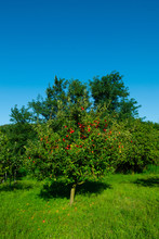 Single Apple On A Tree Free Stock Photo - Public Domain Pictures