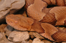 Copper Snake Free Stock Photo - Public Domain Pictures