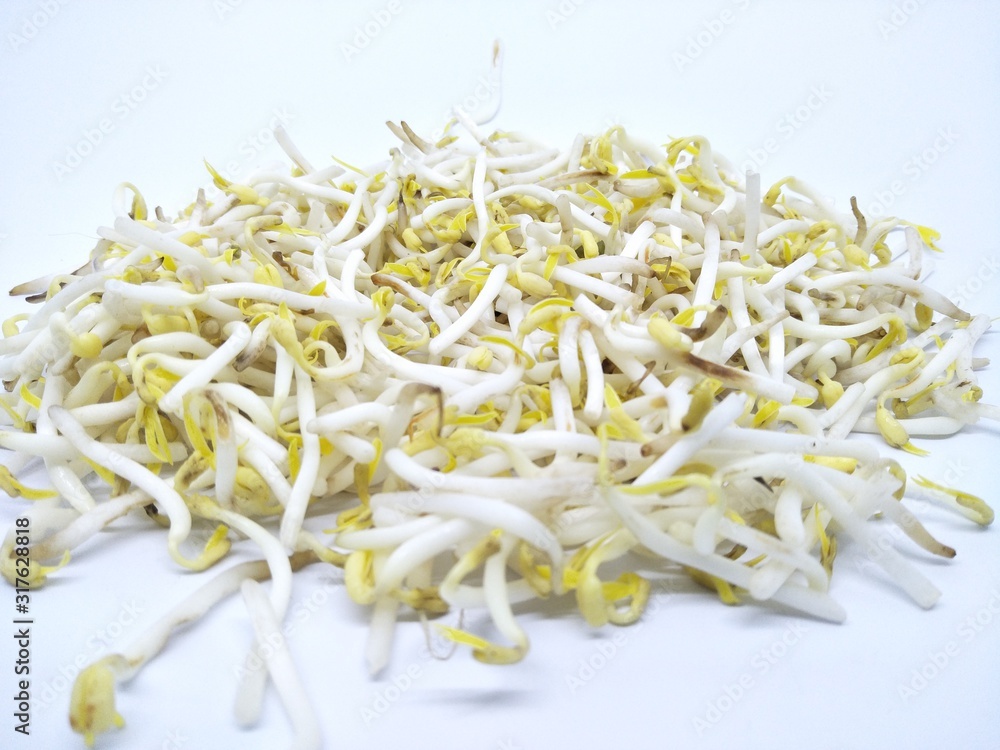 Hand hold fresh Bean kecambah sprout or tauge or toge or taoge from ...