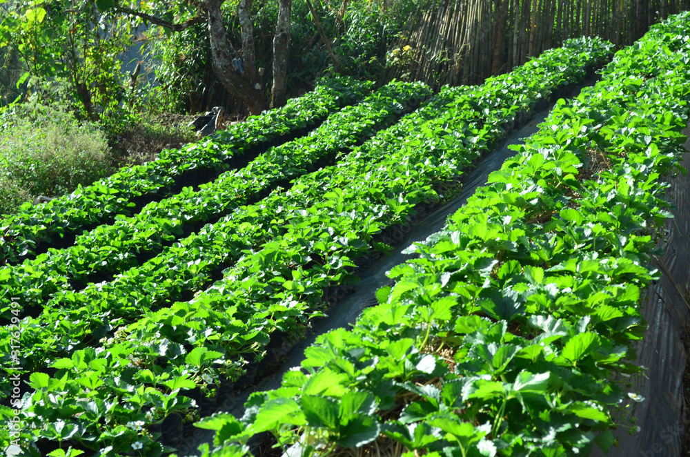 Side view of organic strawberry plantation on step of mountain ...