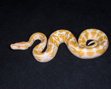 Albino Royal Python Free Stock Photo - Public Domain Pictures