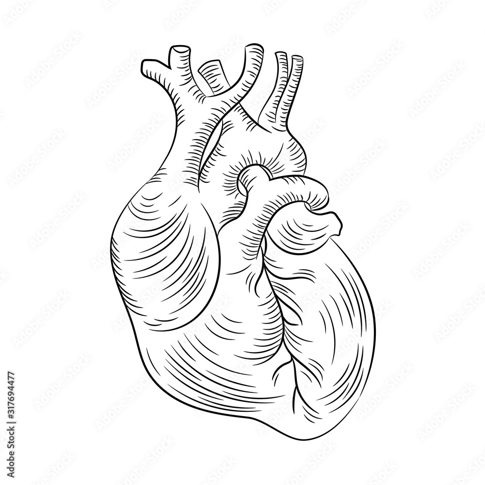ANATOMIC HEART Structure Medicine Education Diagram Vector Scheme Human ...