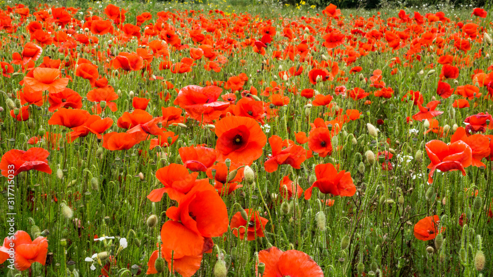 Rolling Poppy Fields in Flanders WW1 world war 1 battlefield ...