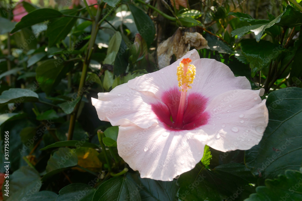 Hibiscus rosa-sinensis or is a genus of flowering plants in the mallow ...