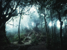 Ghost In The Forest Free Stock Photo - Public Domain Pictures