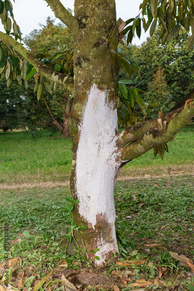 Durian tree use treatment for root rot disease , phytophthora fungus ...