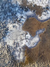 Clam Shell Vertical Wallpaper Free Stock Photo - Public Domain Pictures