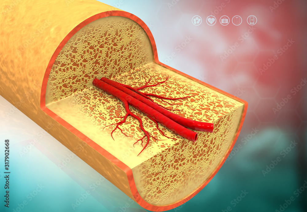 Cross section anatomy of human bone. 3d illustration. Stock ...