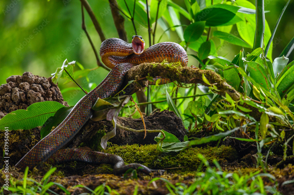 Puffing Snake - Phrynonax poecilonotus is a species of nonvenomous ...