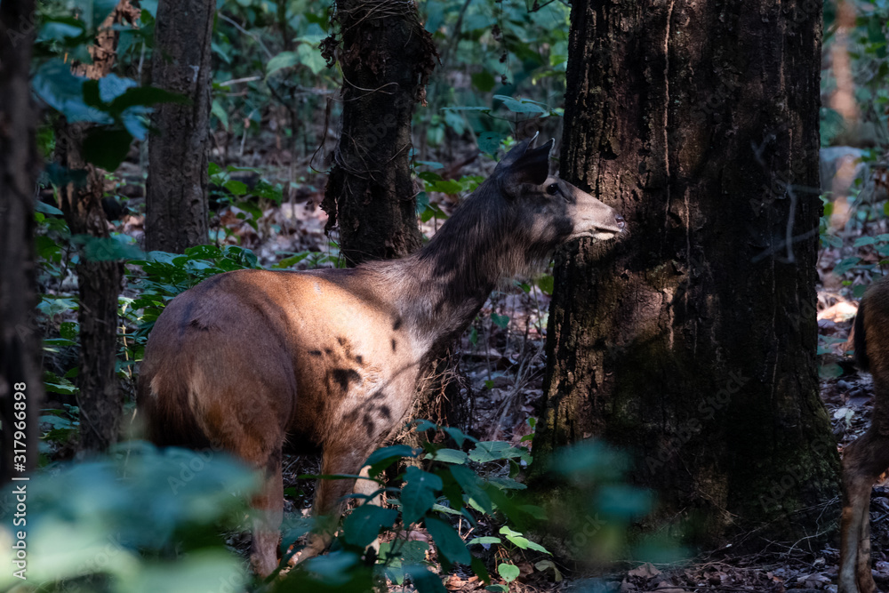 Sambar Deer hiding deing the Sal trees at Jim Corbett National Park ...