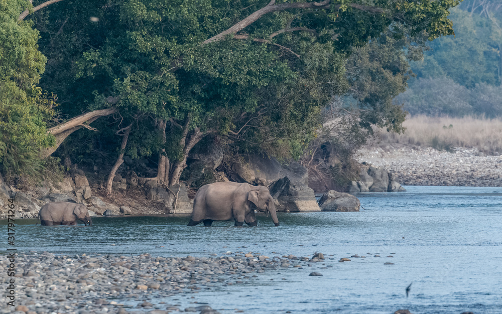 Big aisatic elephant female crossing ram ganga river at jim corbett ...